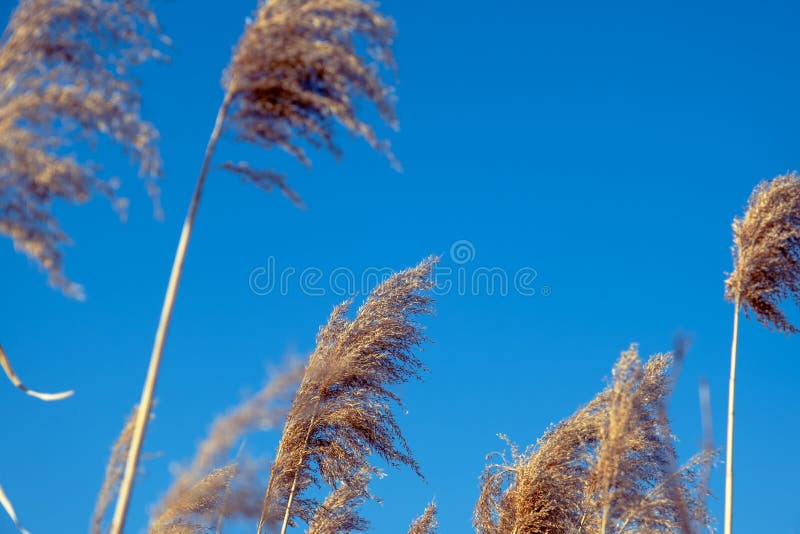 Dried Rush in the Wind with Blue Sky Stock Photo - Image of reed ...