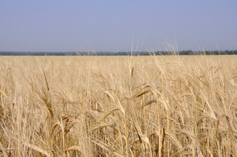 Dried rye stock image. Image of drought, summer, field - 15202687