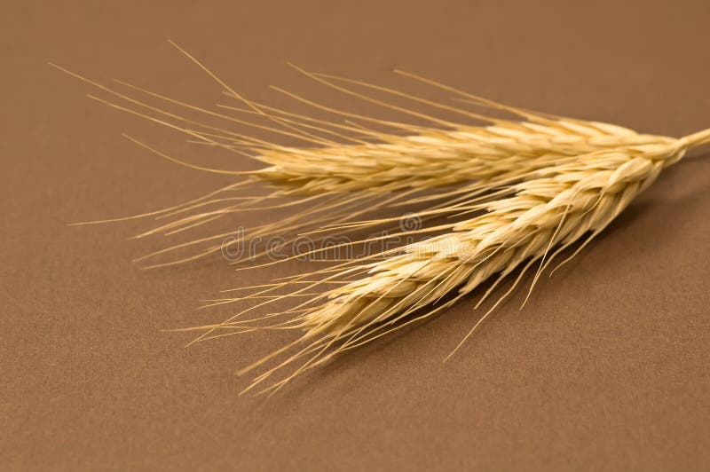 Dried rye stock image. Image of farming, background, grain - 4324693