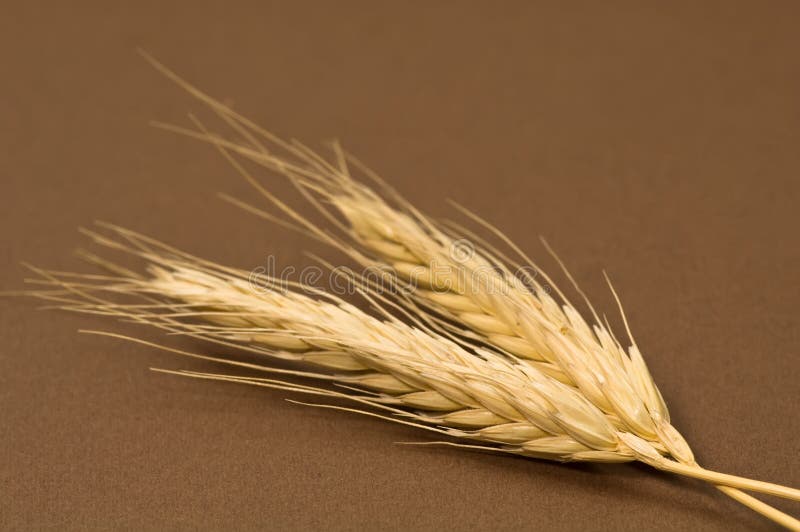 Dried rye stock image. Image of agriculture, grain, plant - 4288259