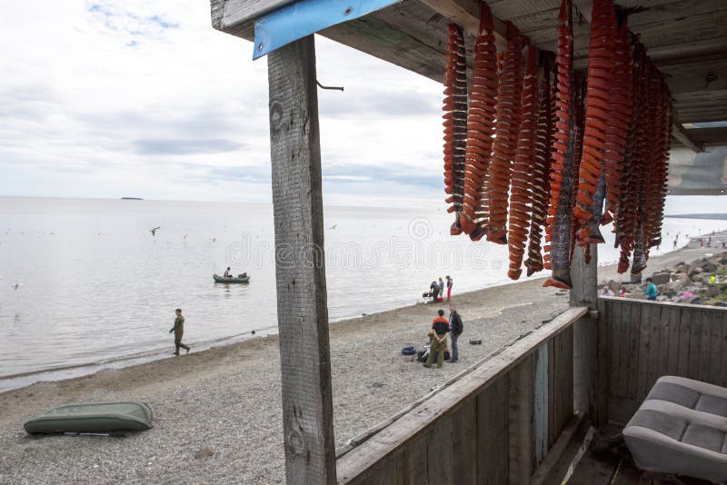 Dried salmon editorial photo. Image of salmon, shack - 81688001