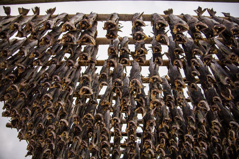 Salted cod of Lofoten stock image. Image of enlighted - 15441537