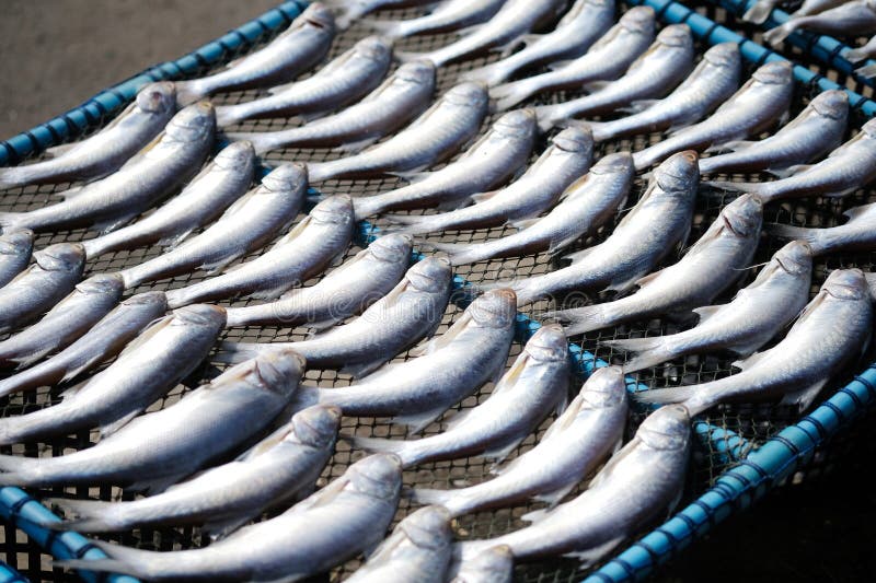 Dried Salted Damsel Fish in Thailand Stock Illustration - Illustration ...