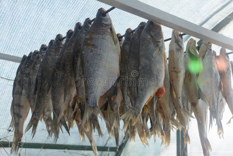 Dried Salted Fish Vobla. Traditional Beer Snack Stock Image - Image of ...
