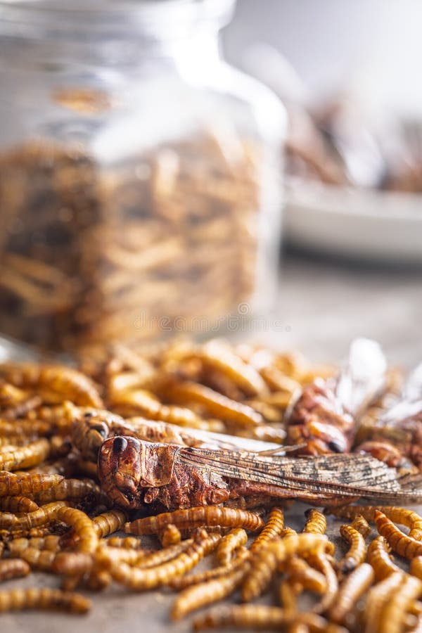 Dried Salted Insect. Roasted Grasshoppers and Meal Worms on Kitchen ...
