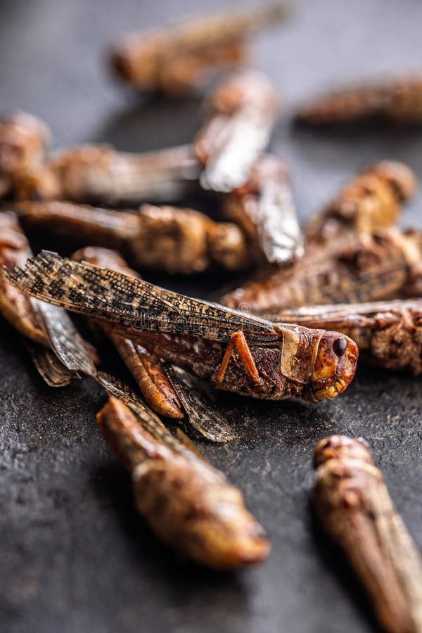 Dried Salted Insect. Rosted Grasshoppers on Black Table Stock Photo ...