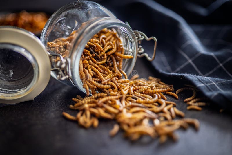 Dried Salted Worms. Roasted Mealworms in Jar on Black Table Stock Image ...