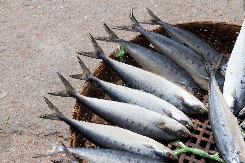 Queenfish Stock Photos - Free & Royalty-Free Stock Photos from Dreamstime