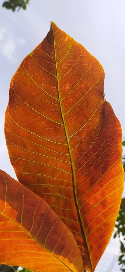 Dried Sap Leaves Orange Colour Stock Photo - Image of tree, dried ...