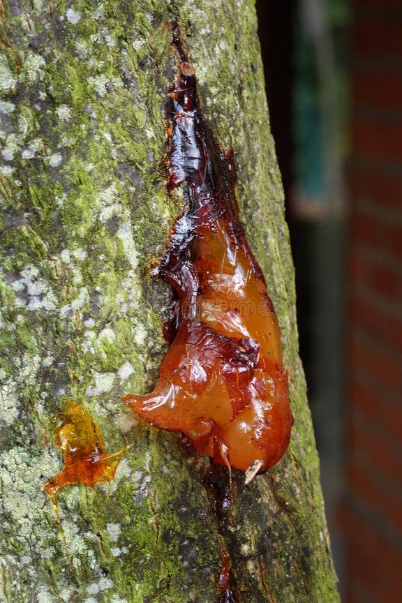 Dried sap on tree trunk. stock image. Image of glue, resin - 55980903
