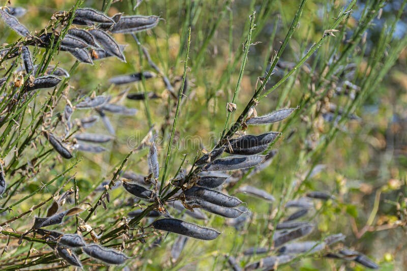 Dried Scotch Broom Seeds Close Up Stock Photo - Image of close ...