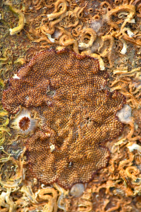 Dried Sea Creature on Seashore Created Texture Stock Image - Image of ...