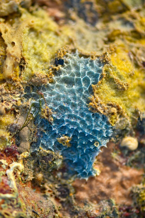 Dried Sea Creature on Seashore Created Texture Stock Image - Image of ...