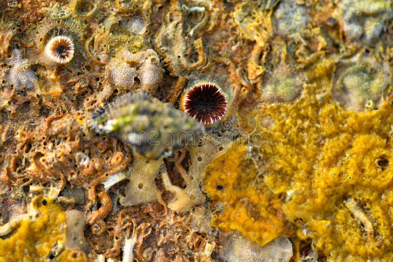 Dried Sea Creature on Seashore Created Texture Stock Photo - Image of ...