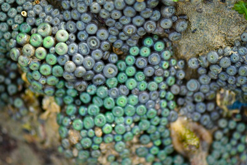 Dried Sea Creature on Seashore Created Texture Stock Image - Image of ...