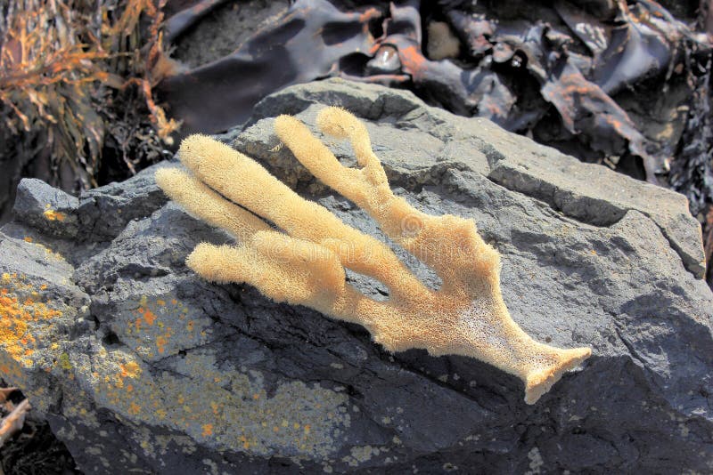 Sponge Like Rocks At Bronte Beach, Sydney Australia Stock Photo - Image ...