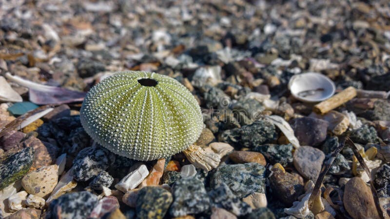 Dried sea urchin shell stock photo. Image of macro, shore - 69973218