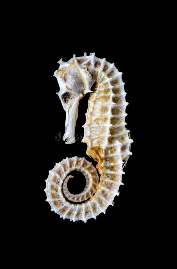 Seahorse Skeleton Stock Photos - Free & Royalty-Free Stock Photos from ...