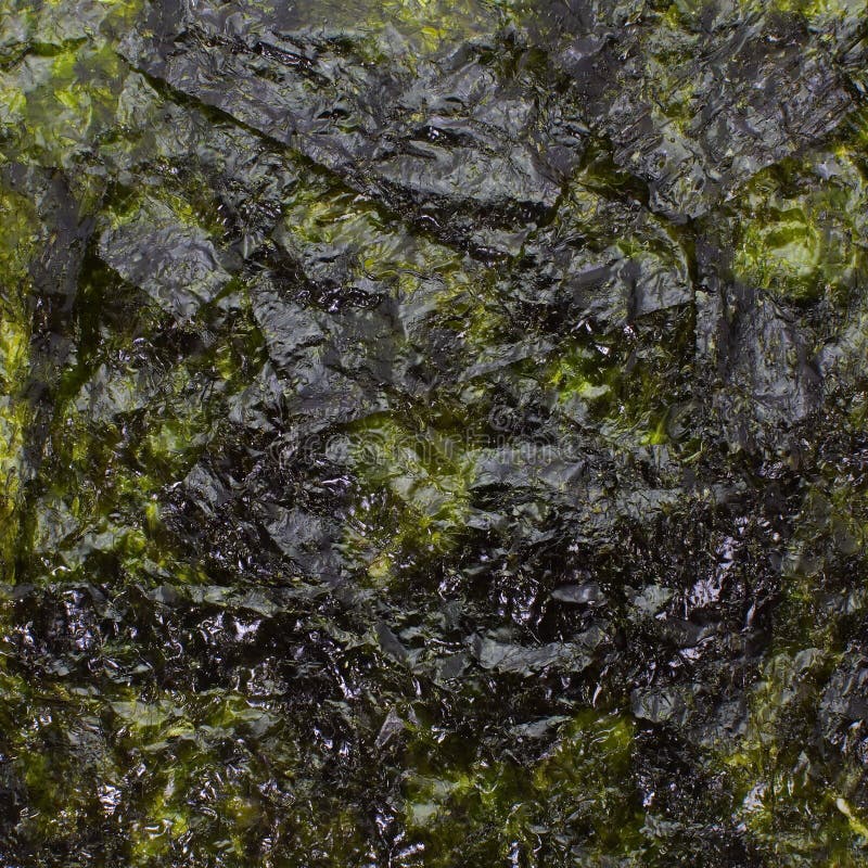 Dried seaweed,nori stock photo. Image of healthy, laver - 41647258