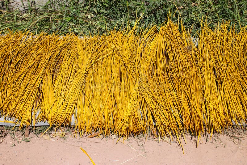 Dried sedge stock image. Image of fiber, outdoor, pile - 79627145