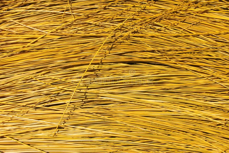 Dried sedge stock photo. Image of cyperaceae, sedge, stem - 79640248