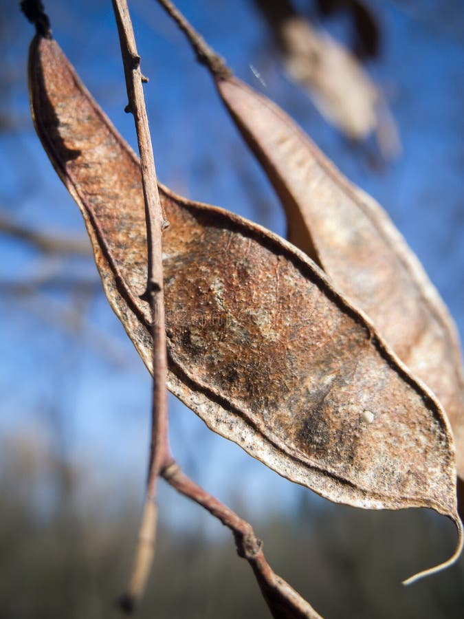 Dried Out Seed Pods with No Seeds Stock Photo - Image of dead, plant ...