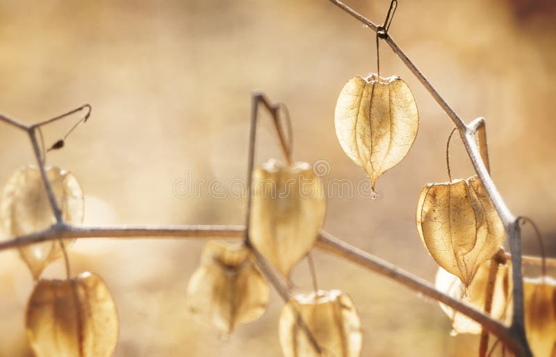 Dried Seed Pod Backlit in Africa Stock Image - Image of design, bokeh ...