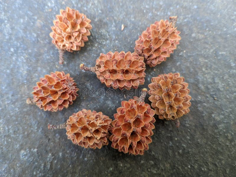 Dried Seed Pods of Casuarina Equisetifolia L. 002 Stock Photo - Image ...