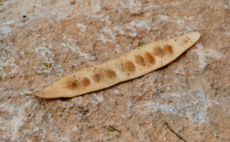 Dried Shells of Seeds of Plants and Trees Stock Photo - Image of meal ...
