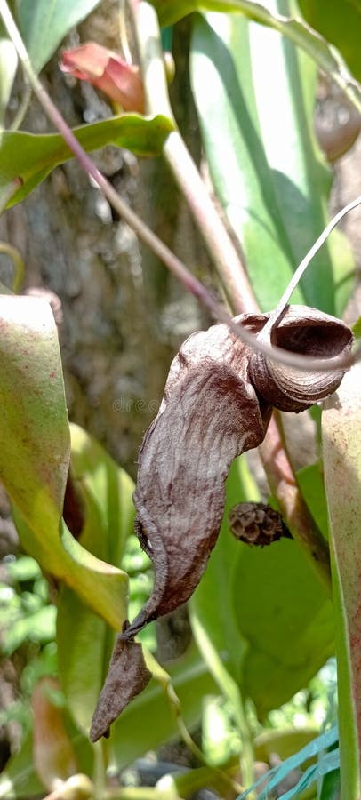 Dried pitcher plants stock photo. Image of plants, dried - 377631156