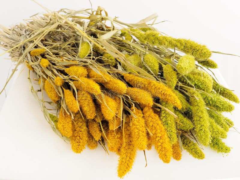Dried setaria faberi stock photo. Image of pennisetum - 39811894