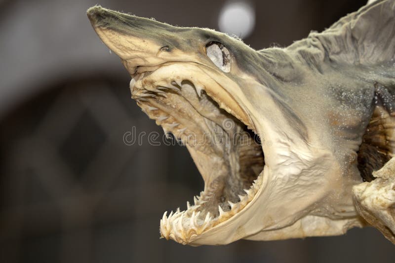 Dried Shark Fish at the Market Stock Photo - Image of animal, market ...