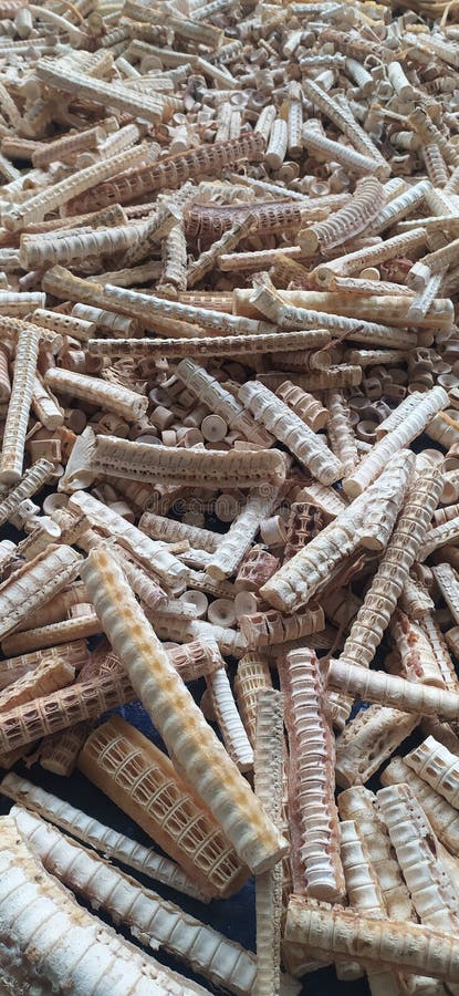 Dried Shark Spine stock image. Image of relief, spine - 262650381