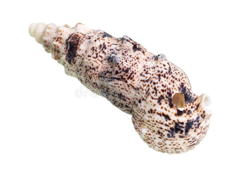 Shell of Cerith Mollusc Isolated on White Stock Photo - Image of ...