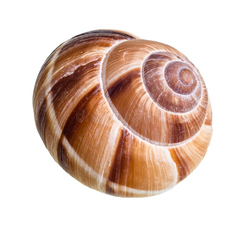 Escargot snail stock photo. Image of wooden, details, molluscan - 721654