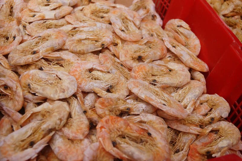 Dried shrimp stock image. Image of still, food, sell - 67200025