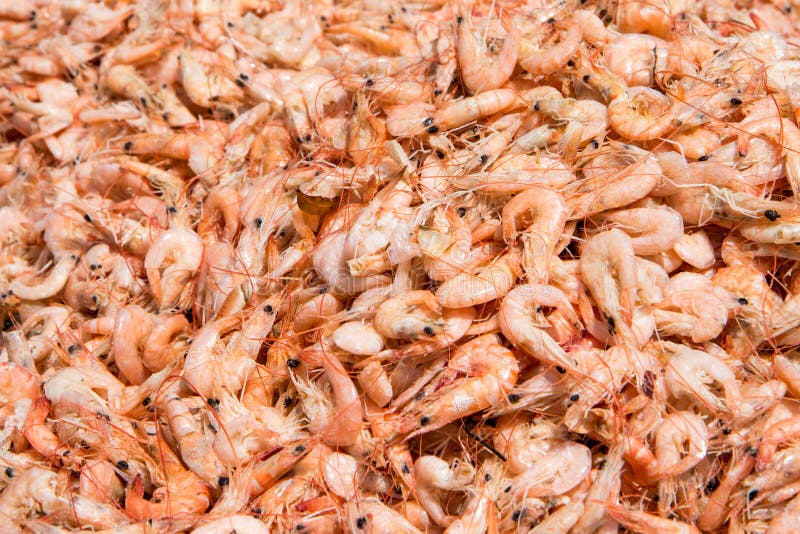 Dried Shrimp - Shrimp Drying in the Sun Stock Image - Image of chinese ...