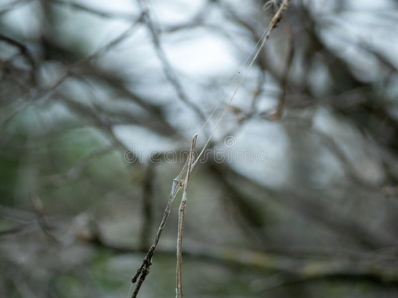 Dried Shrub in the Web. Tree in the Web. Stock Image - Image of branch ...