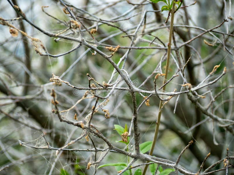 Dried Shrub in the Web. Tree in the Web. Stock Photo - Image of spring ...