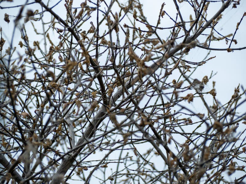 Dried Shrub in the Web. Tree in the Web. Stock Photo - Image of insect ...