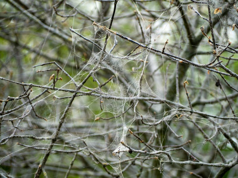 Dried Shrub in the Web. Tree in the Web. Stock Image - Image of white ...