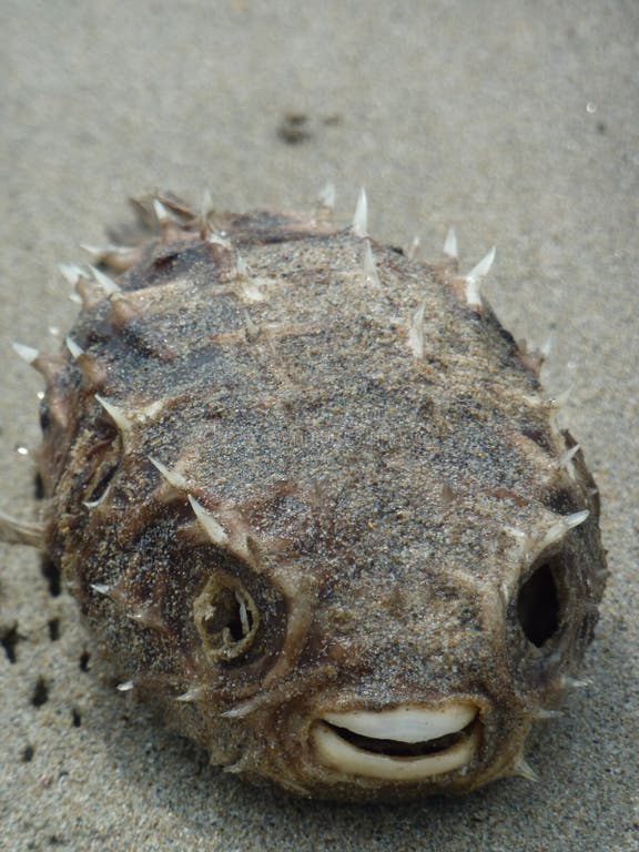Dried skeleton of a fish stock photo. Image of dried - 39805802