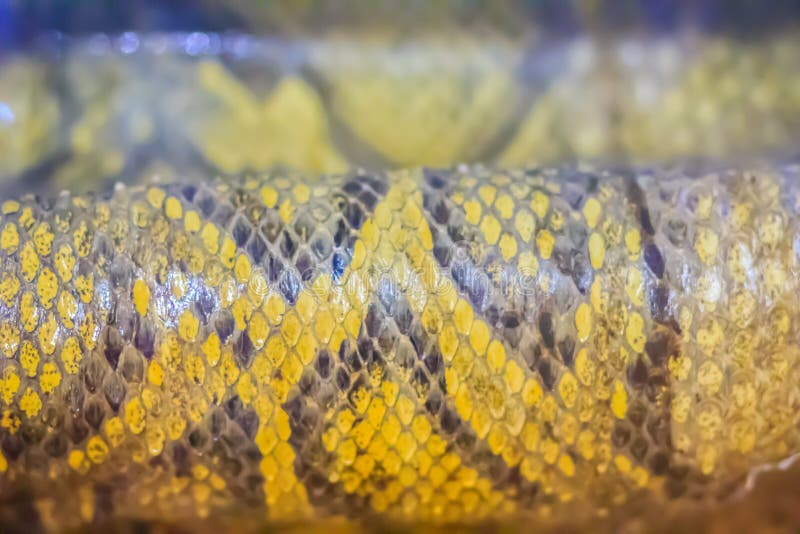 Dried Skin of the Burmese Python for Background. the Burmese Python ...