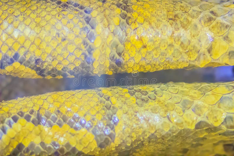 Dried Skin of the Burmese Python for Background. the Burmese Python ...