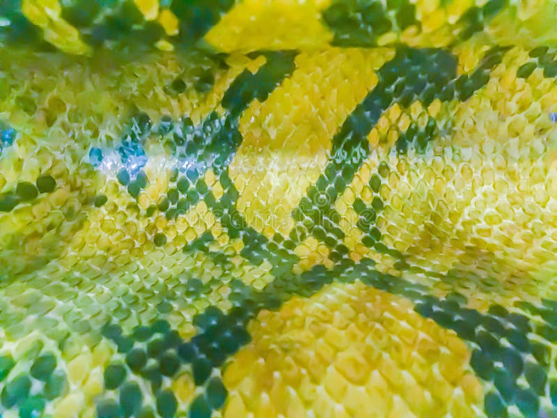 Dried Skin of the Reticulated Python for Background. Reticulated Python ...