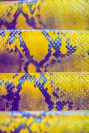 Reticulated Python Teeth Stock Photos - Free & Royalty-Free Stock ...