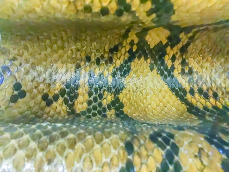 Dried Skin of the Reticulated Python for Background. Reticulated Python ...