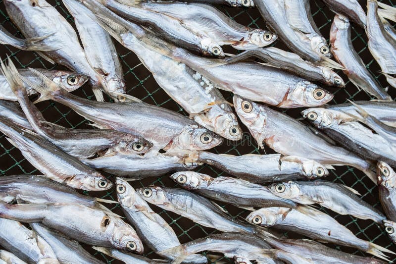 Dried small fish stock photo. Image of beautiful, silver - 52872342