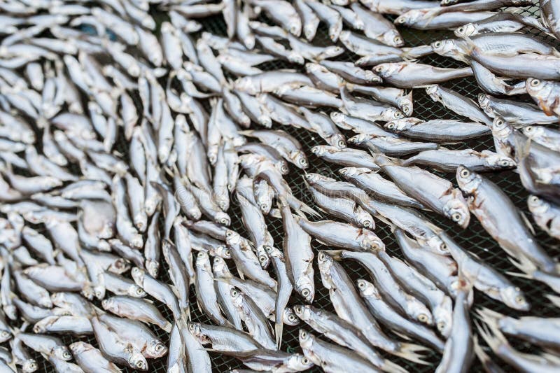 Dried small fish stock image. Image of food, fish, pile - 52872329