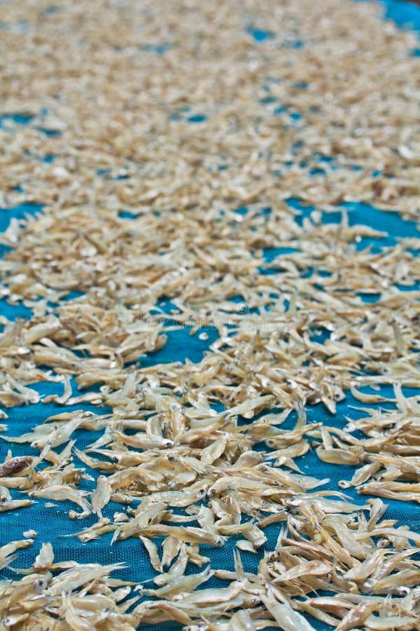Dried small fish stock image. Image of country, cuisine - 38819161